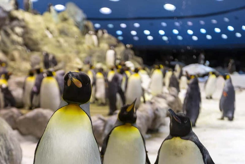 From Gran Canaria: Day Trip to Loro Parque Tenerife - The Transport Experience
