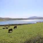 From Killarney: Dingle Peninsula, and Slea Head Day Tour - Who This Tour Is Best For