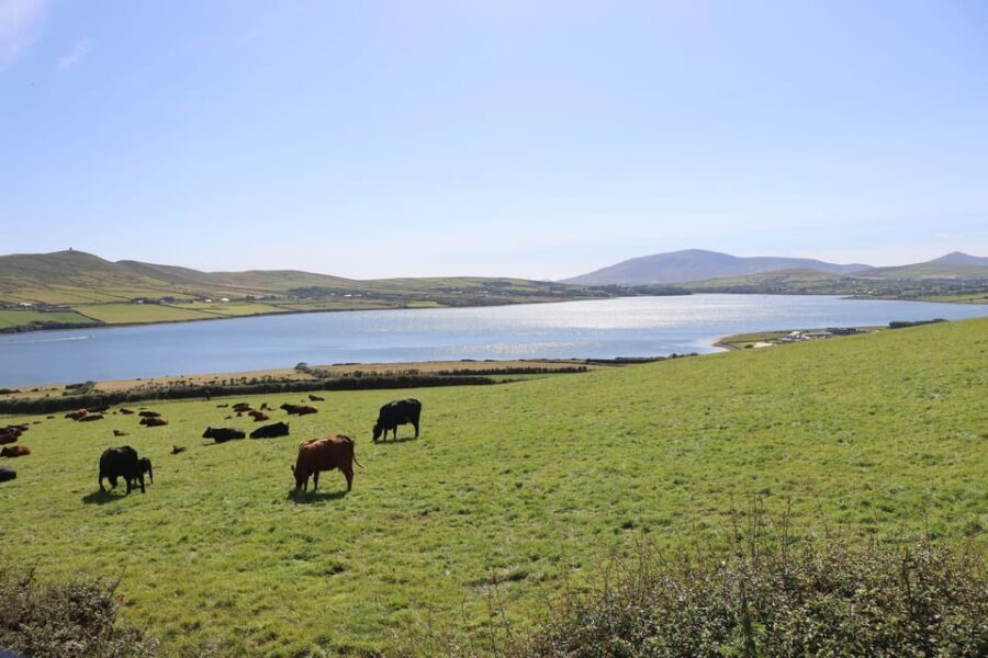From Killarney: Dingle Peninsula, and Slea Head Day Tour - Who This Tour Is Best For