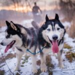 From Krakow: Dogsled Ride in Tatra Mountain - Experience Quality and Practicalities