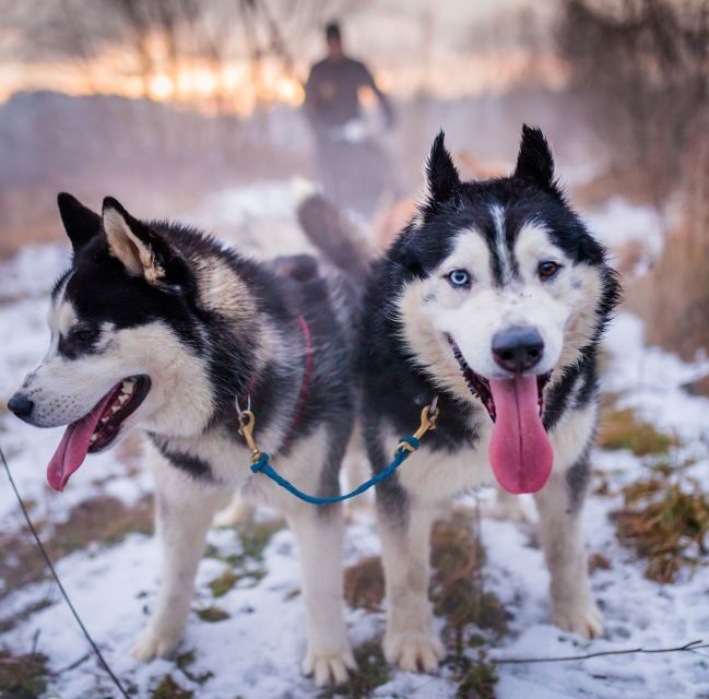 From Krakow: Dogsled Ride in Tatra Mountain - Experience Quality and Practicalities