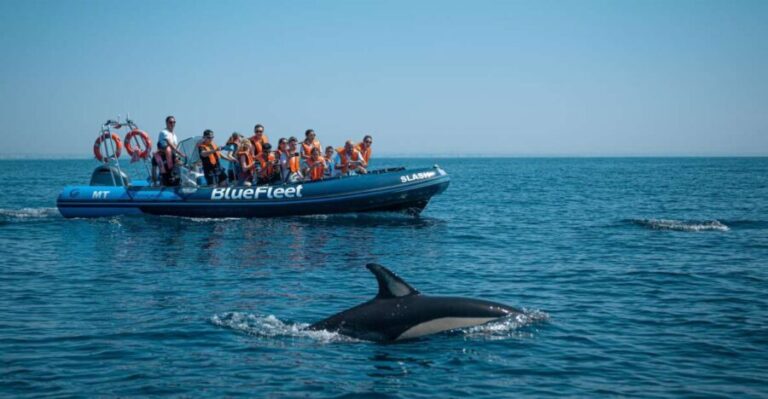 From Lagos: Dolphin Watching Boat Trip w/ Marine Biologists - The Boat and Crew