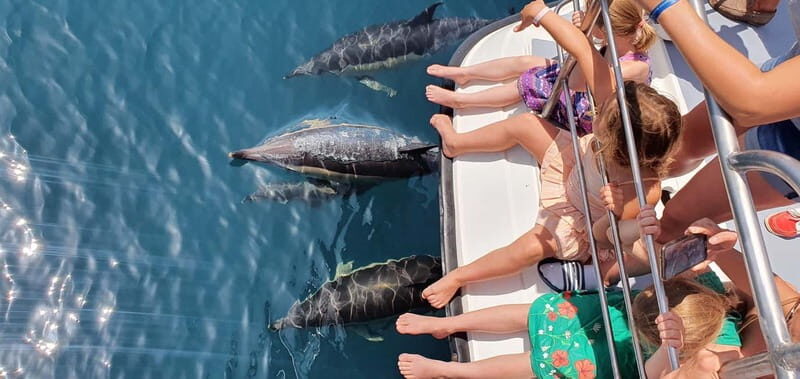 From Lagos: Dolphin Watching Catamaran Cruise - Practical Details and Logistics