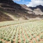 From Las Palmas: Fataga, Finca de Aloe Vera and Mercado Puerto de Mogán - An In-Depth Look at the Tour Itinerary