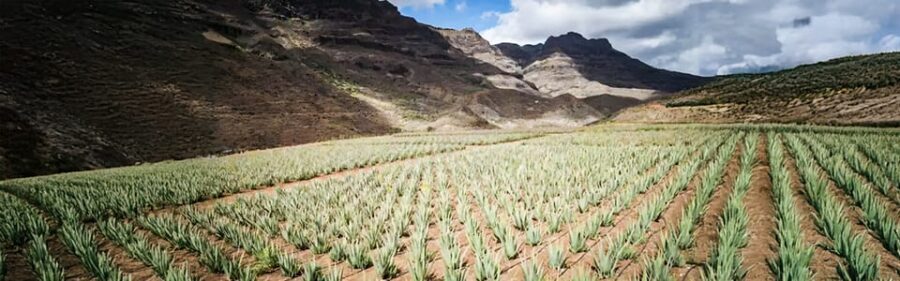 From Las Palmas: Fataga, Finca de Aloe Vera and Mercado Puerto de Mogán - An In-Depth Look at the Tour Itinerary