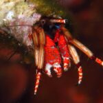 From Lerici: Scuba Diving Lessons and Dive in Portovenere - Value for Money & Practical Considerations