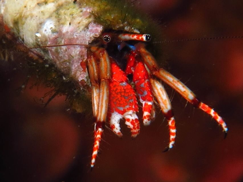 From Lerici: Scuba Diving Lessons and Dive in Portovenere - Value for Money & Practical Considerations