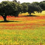 From Lisbon: Évora and Monsaraz Day Tour with Wine Tasting - Transportation and Group Dynamics