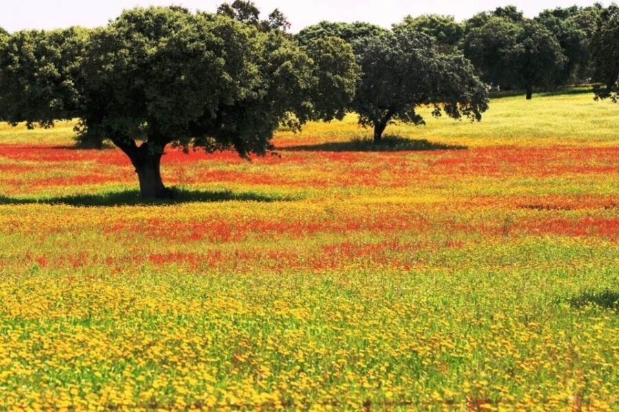 From Lisbon: Évora and Monsaraz Day Tour with Wine Tasting - Transportation and Group Dynamics