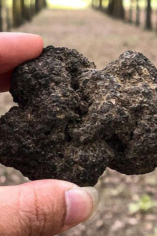 From Livorno: Truffle Hunting with Lunch & wine tasting - Tasting and Lunch: A Feast for the Senses