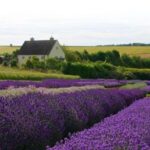 From London: Cotswolds, Country Pub Lunch & Lavender Fields - The Itinerary — A Closer Look