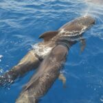 From Los Gigantes: Whale Watching Sailboat Cruise - Why This Whale Watching Sailboat Cruise Excels