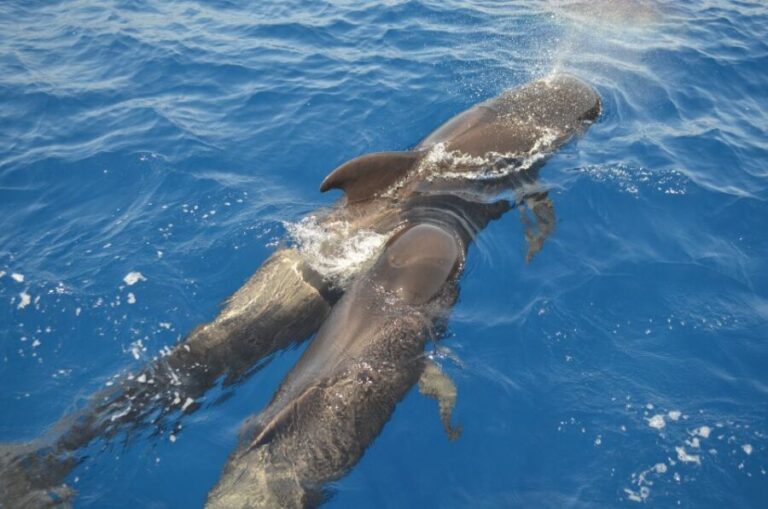 From Los Gigantes: Whale Watching Sailboat Cruise - Why This Whale Watching Sailboat Cruise Excels