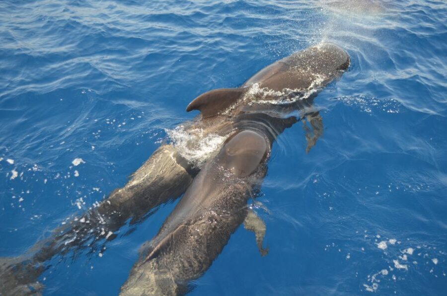 From Los Gigantes: Whale Watching Sailboat Cruise - Why This Whale Watching Sailboat Cruise Excels