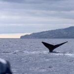 From Machico: Madeira Whale and Dolphin Watching Boat Tour - Final Thoughts: Is It Worth It?