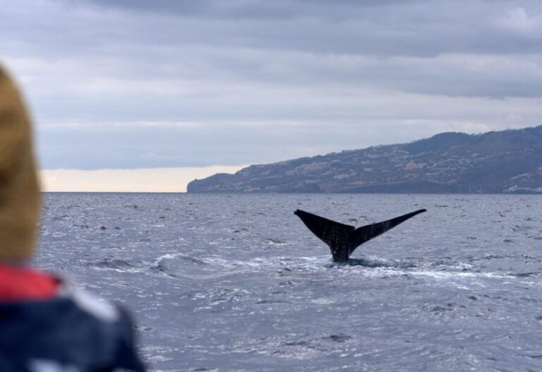 From Machico: Madeira Whale and Dolphin Watching Boat Tour - Final Thoughts: Is It Worth It?