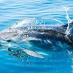 From Malaga: Day trip to Gibraltar and Dolphin Boat Tour - Crossing into Gibraltar
