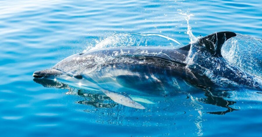 From Malaga: Day trip to Gibraltar and Dolphin Boat Tour - Crossing into Gibraltar
