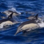 From Malaga: Guided tour in Tarifa with whale-watching and dolphin watching - Why This Tour Works