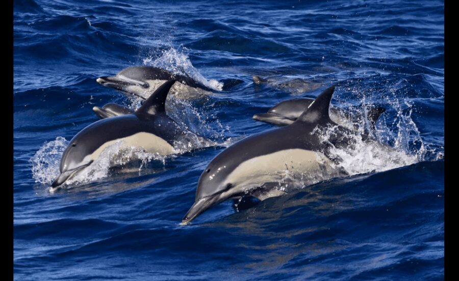 From Malaga: Guided tour in Tarifa with whale-watching and dolphin watching - Why This Tour Works
