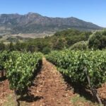 From Marbella: Classic Ronda Tour, 2 winery visits & lunch - Overview of the Itinerary and Experience
