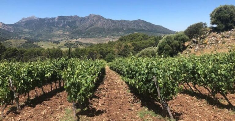 From Marbella: Classic Ronda Tour, 2 winery visits & lunch - Overview of the Itinerary and Experience