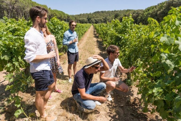 From Marseille: Bandol & Cassis Full-day Wine tour - Practical tips and considerations