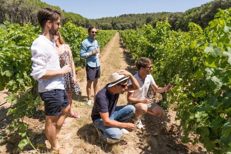 From Marseille: Bandol & Cassis Full-day Wine tour - Practical tips and considerations