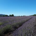 From Marseille Cruise Port : Valensole Lavender - The Practicalities: Transportation, Price, and Value