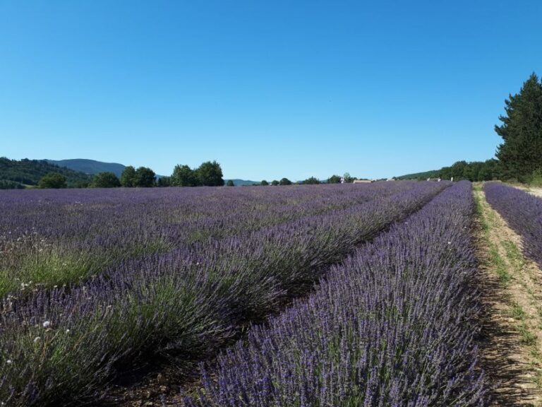 From Marseille Cruise Port : Valensole Lavender - The Practicalities: Transportation, Price, and Value