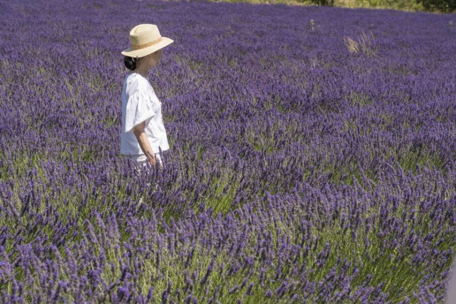 From Marseille: Lavender Full-Day Trip to Sault - A Closer Look at the Tour Experience