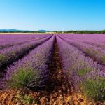 From Marseille: Valensole Lavender Full-Day tour - Exploring the Itinerary in Detail
