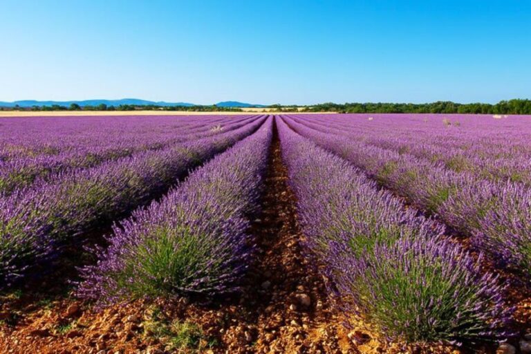 From Marseille: Valensole Lavender Full-Day tour - Exploring the Itinerary in Detail