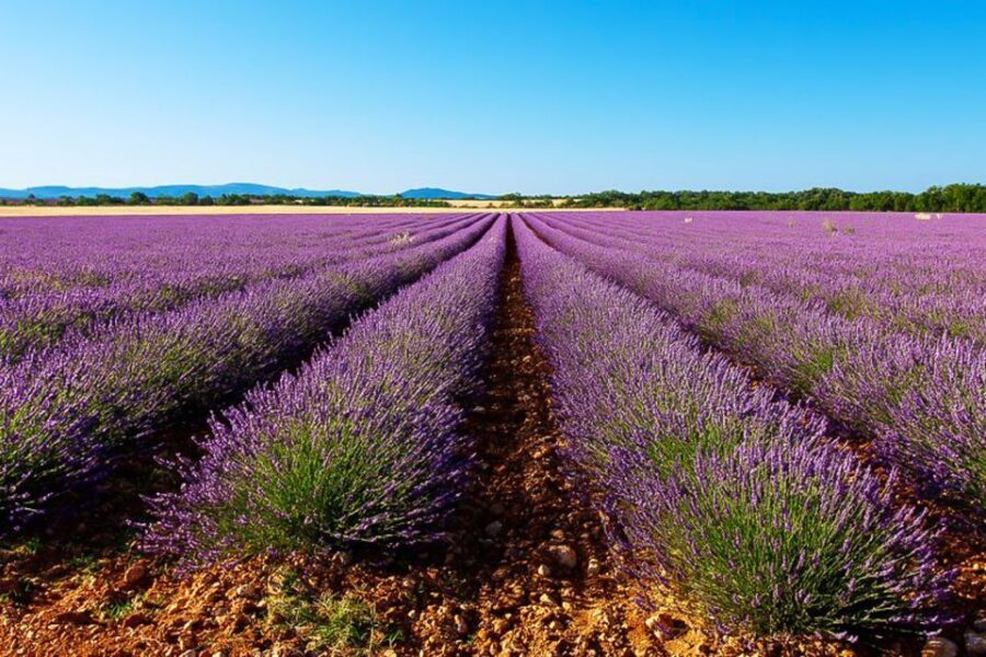 From Marseille: Valensole Lavender Full-Day tour - Exploring the Itinerary in Detail