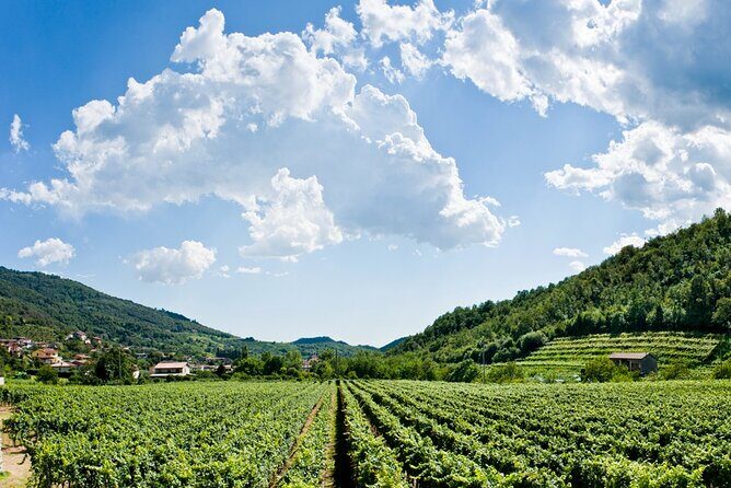 From Milan Full Day in Franciacorta 2 Wineries and Lunch - The Overall Experience and Value