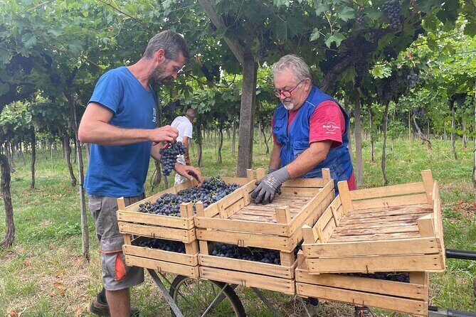 From Milan to Venice, through the Amarone region, Lunch & Verona - The Sum Up: Who Will Appreciate This Tour?