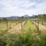 From Montpellier: Half-Day Vineyard & Pic Saint-Loup Tour - Detailed Itinerary Breakdown