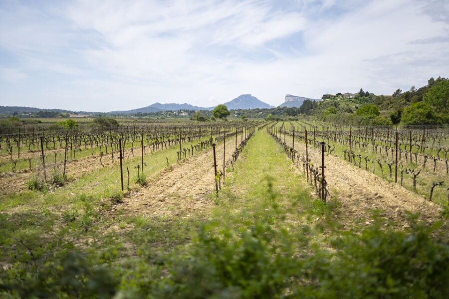 From Montpellier: Half-Day Vineyard & Pic Saint-Loup Tour - Detailed Itinerary Breakdown