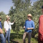 From Montpellier: Wine and Olive Tour - Detailed Breakdown of the Itinerary