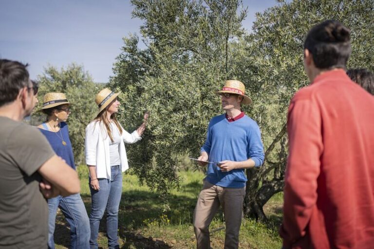 From Montpellier: Wine and Olive Tour - Detailed Breakdown of the Itinerary