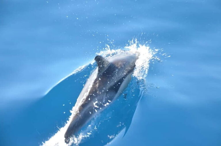 From Morro Jable: Dolphin and Whale Watching and Snorkelling - The Experience and the Guides