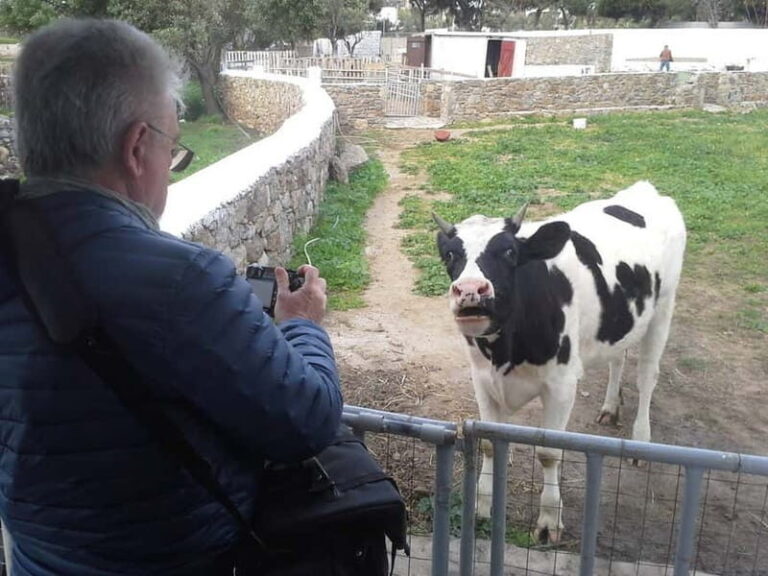 From Mykonos: Ano Mera Farm Tour - A Closer Look at the Itinerary