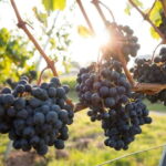 From Naples: Campania Wine Tour with Tasting and Lunch - The Practicalities: What to Know Before You Go