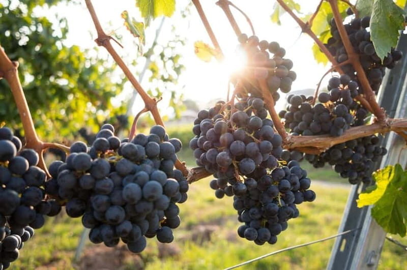 From Naples: Campania Wine Tour with Tasting and Lunch - The Practicalities: What to Know Before You Go