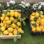 From Naples: Sorrento Lemon Grove Guided Tour - Detailed Breakdown of the Experience