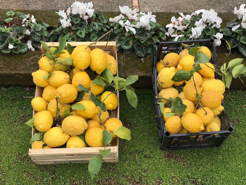 From Naples: Sorrento Lemon Grove Guided Tour - Detailed Breakdown of the Experience