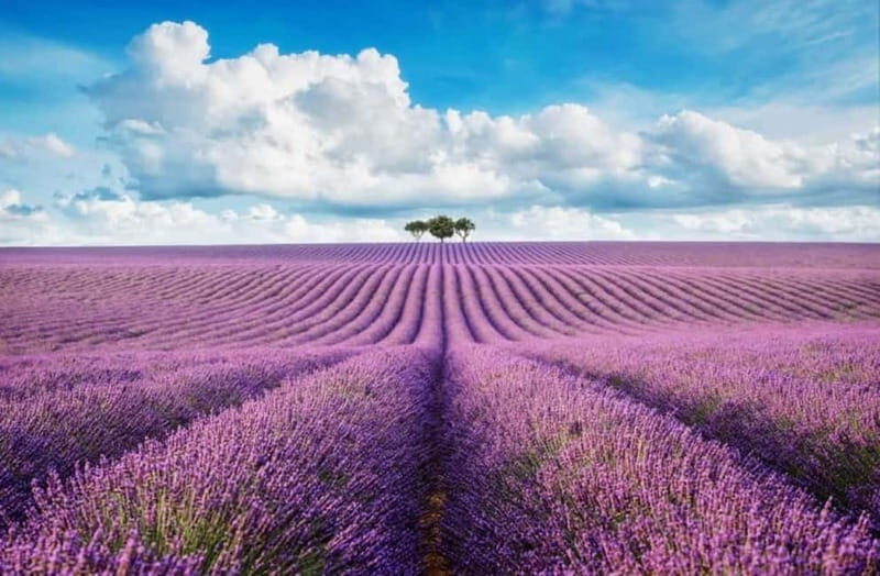 From Nice: Lavender Fields & Verdon Gorge Guided Day Tour - Detailed Breakdown of the Itinerary