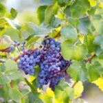 From Orosei: Archaeology, Wine Tasting & Landscapes Tour - Exploring the Itinerary in Depth: What Makes Each Stop Special