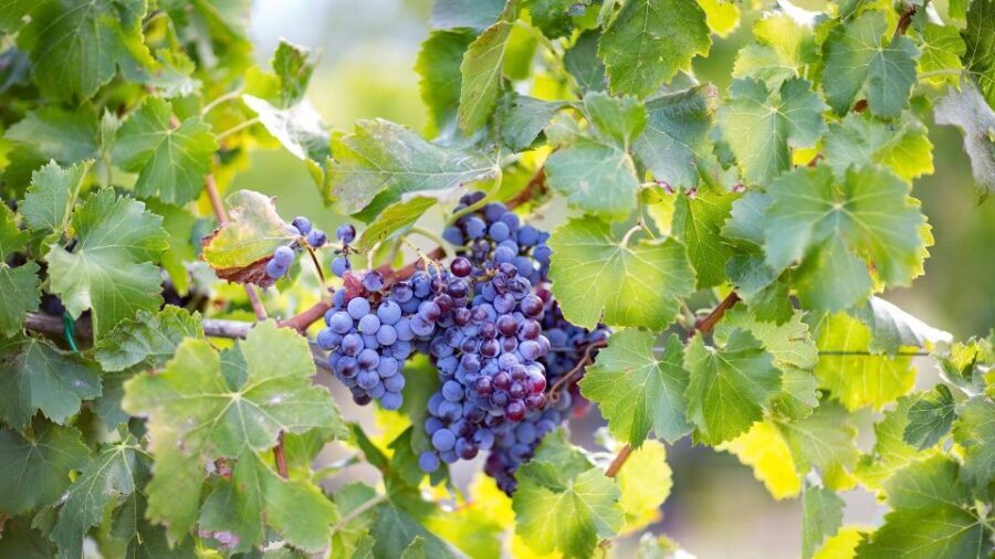 From Orosei: Archaeology, Wine Tasting & Landscapes Tour - Exploring the Itinerary in Depth: What Makes Each Stop Special