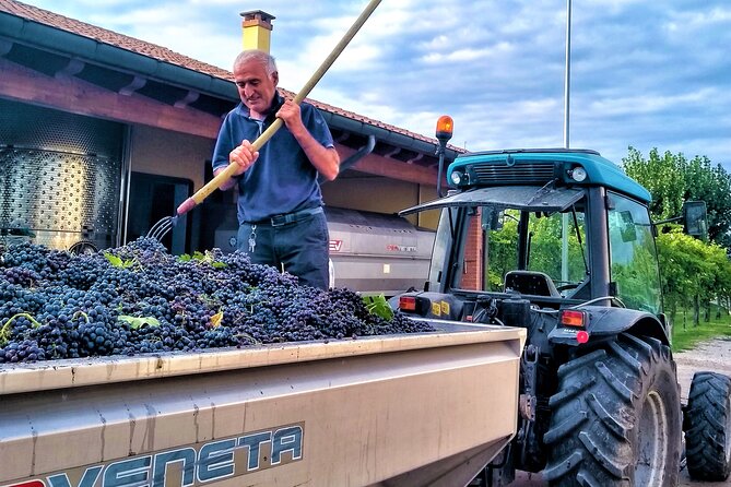 From Padua, Wine Tour in the Euganean Hills - An In-Depth Look at the Experience